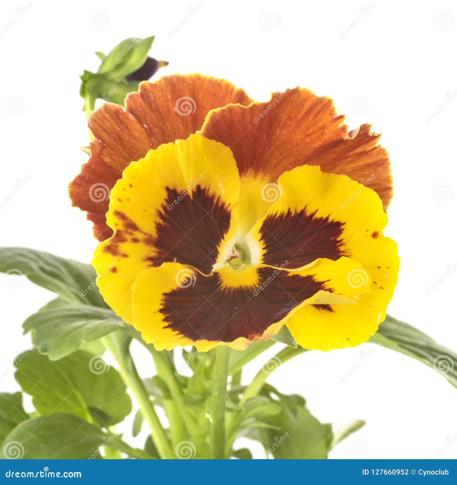 Viola Plant In White Pot On Wooden Table On Background Of Window. Viola ...