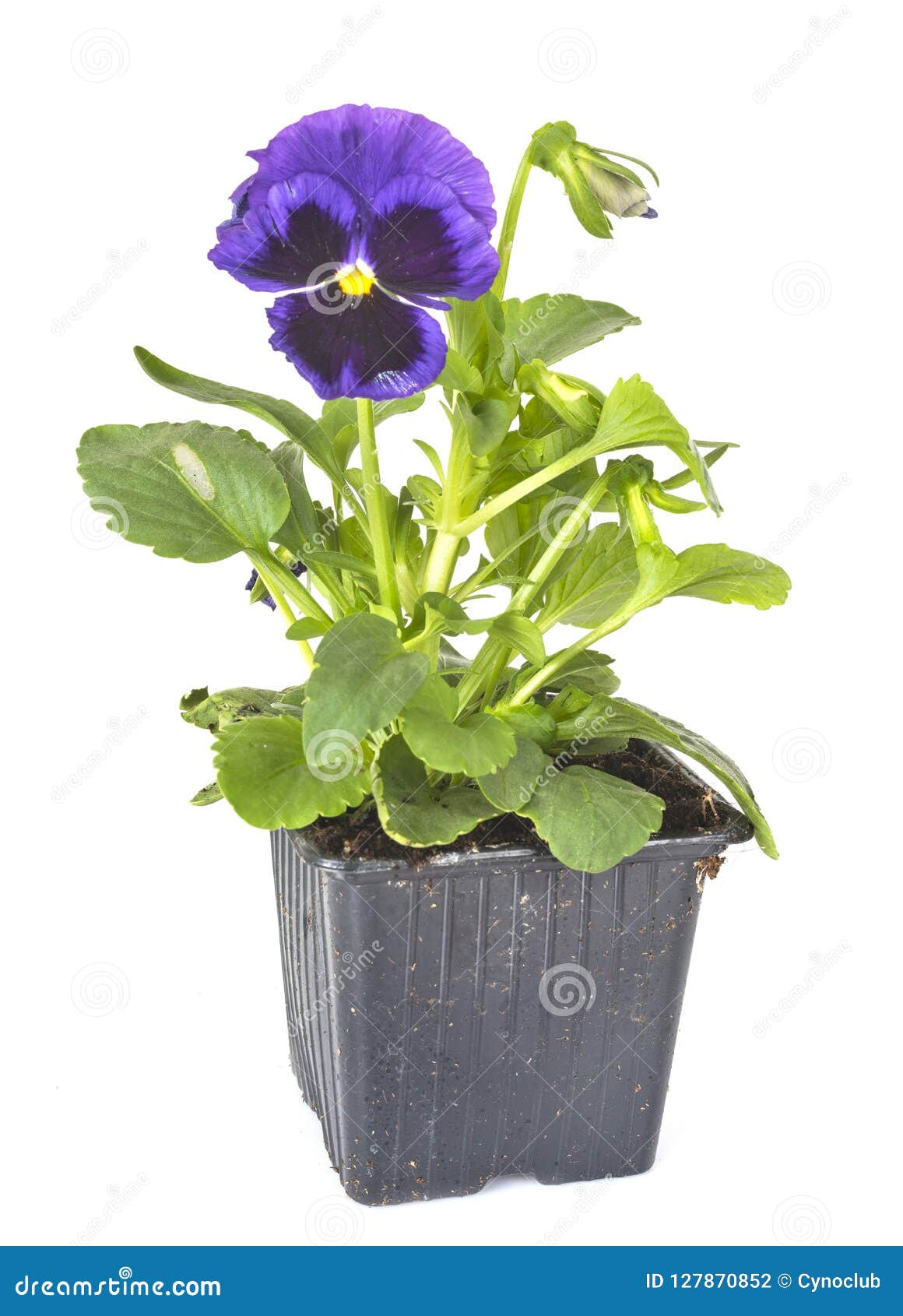 Viola Plant In White Pot On Wooden Table On Background Of Window. Viola ...