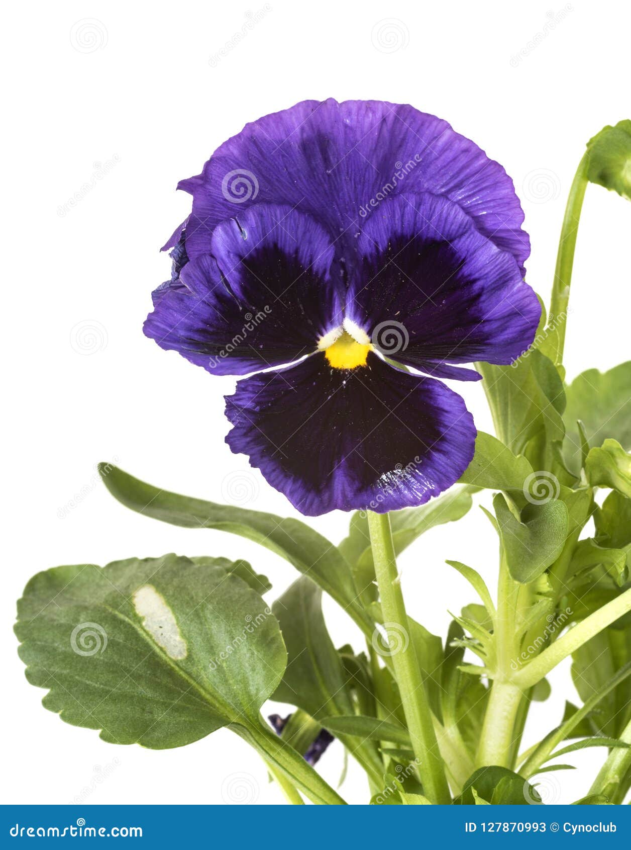 Viola Plant In White Pot On Wooden Table On Background Of Window. Viola ...