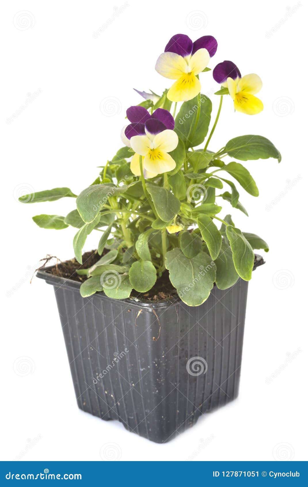 Viola Plant In White Pot On Wooden Table On Background Of Window. Viola ...