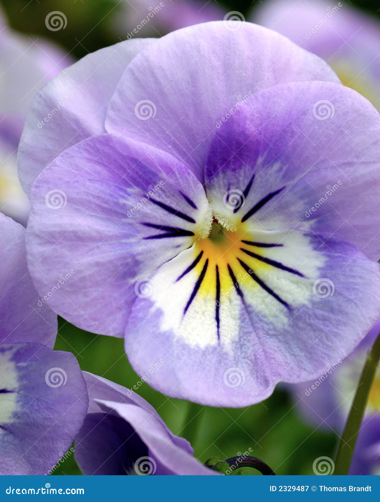 Viola Sorbet Lavender Ice stock image. Image of annual - 2329487