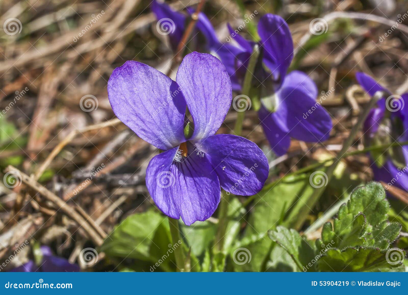 Viola sororia flower stock image. Image of botany, macro - 53904219