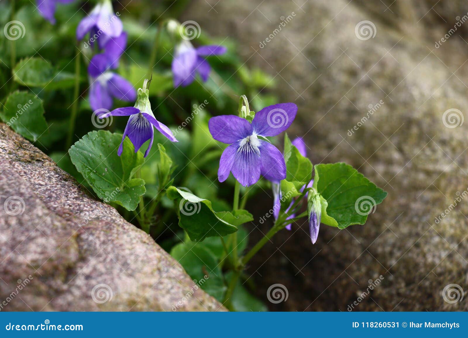 Viola among stones. stock image. Image of wild, grassy - 118260531