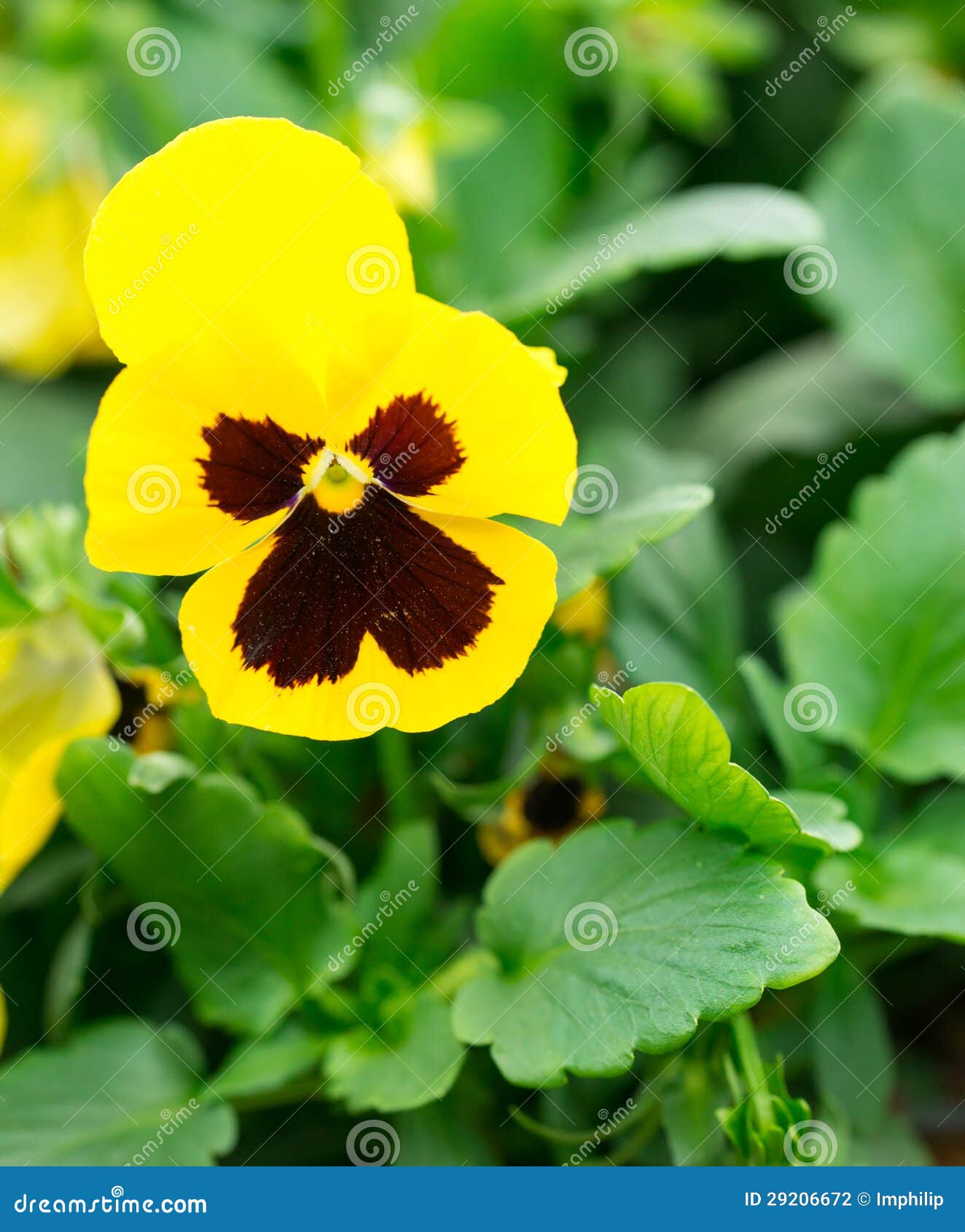 Viola tricolor stock photo. Image of decorative, green - 29206672