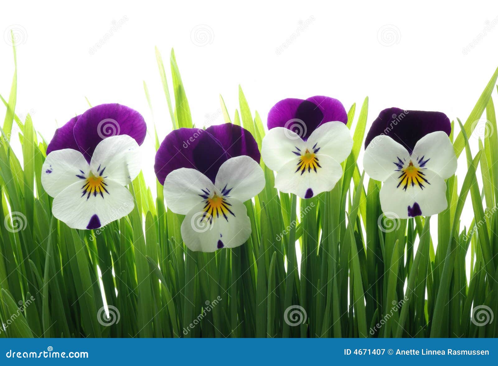 Viola Tricolor in Green Grass Stock Image - Image of pansy, green: 4671407
