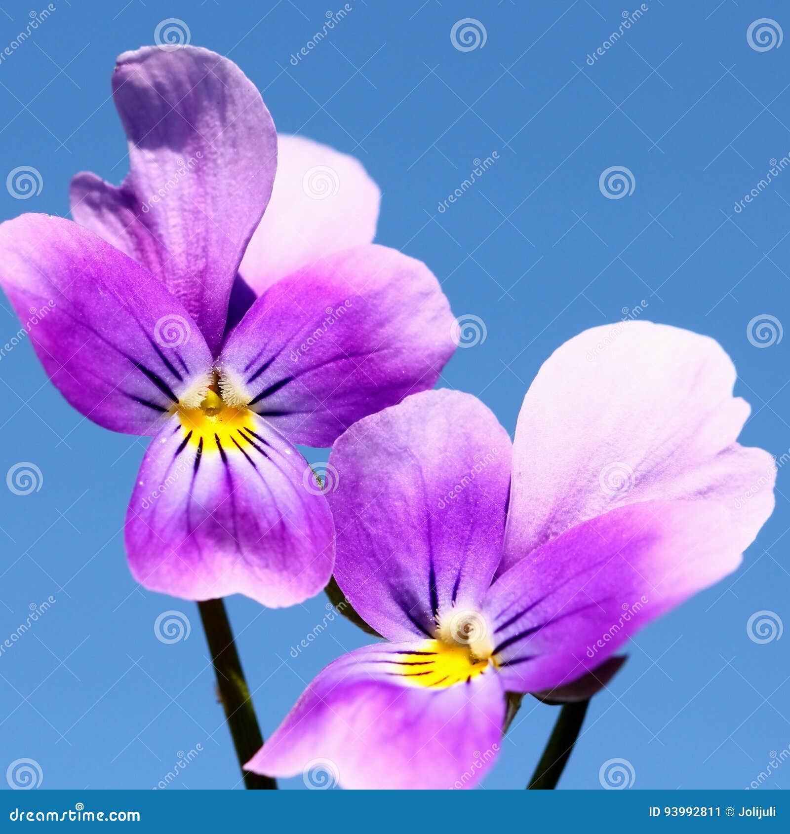 Viola tricolor stock image. Image of green, blue, gardening - 93992811