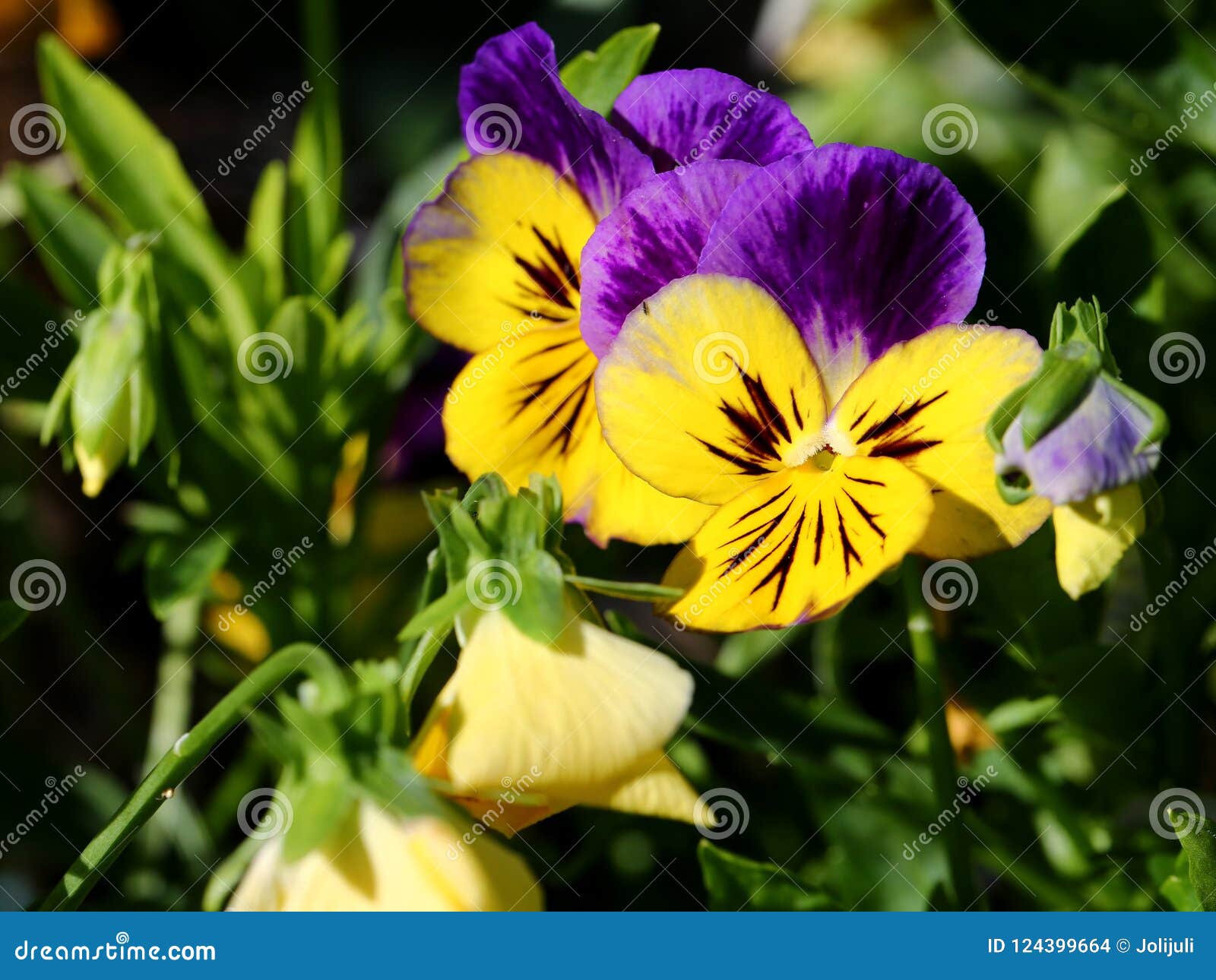 Yellow Violet Viola Flowers Stock Photo - Image of flower, gardening ... Yellow Violet Viola Flowers Stock Photo - Image of flower, gardening ...