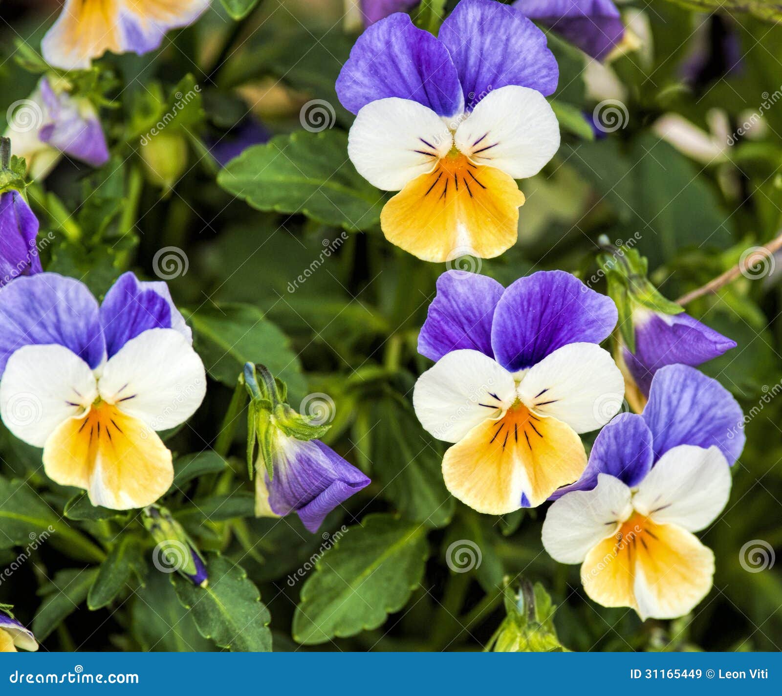 Viola tricolor stock image. Image of nature, petal, tricolor - 31165449