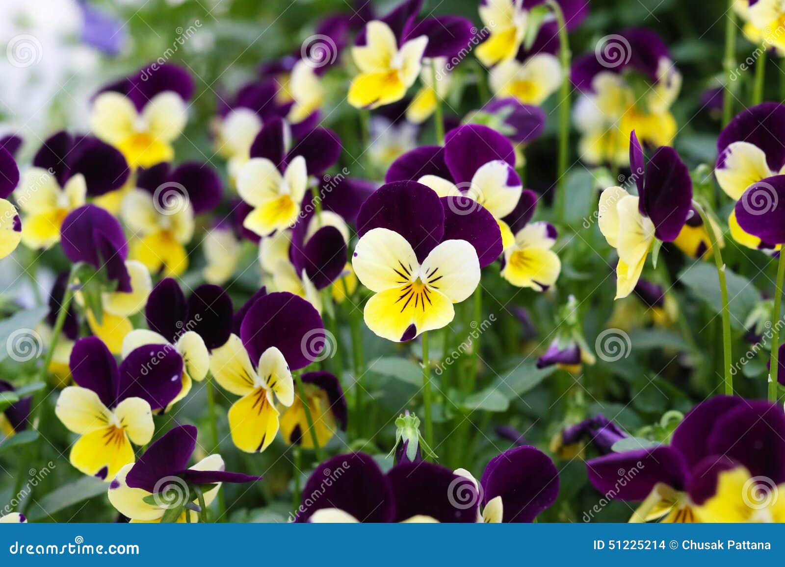 Viola tricolor stock photo. Image of green, detail, flower - 51225214