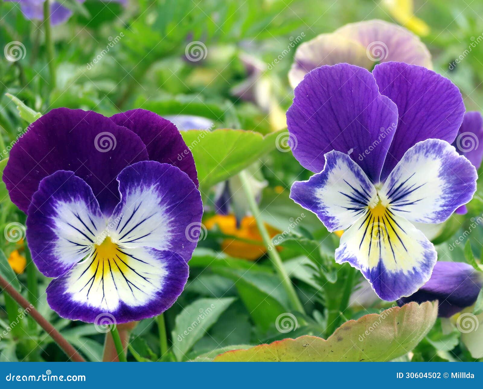 Viola stock photo. Image of blue, white, leaves, bloom - 30604502