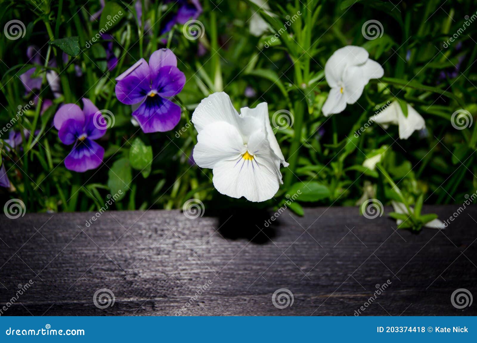 Violas in a Dark Wooden Pot. Photo of Blooming Viols Stock Photo ...