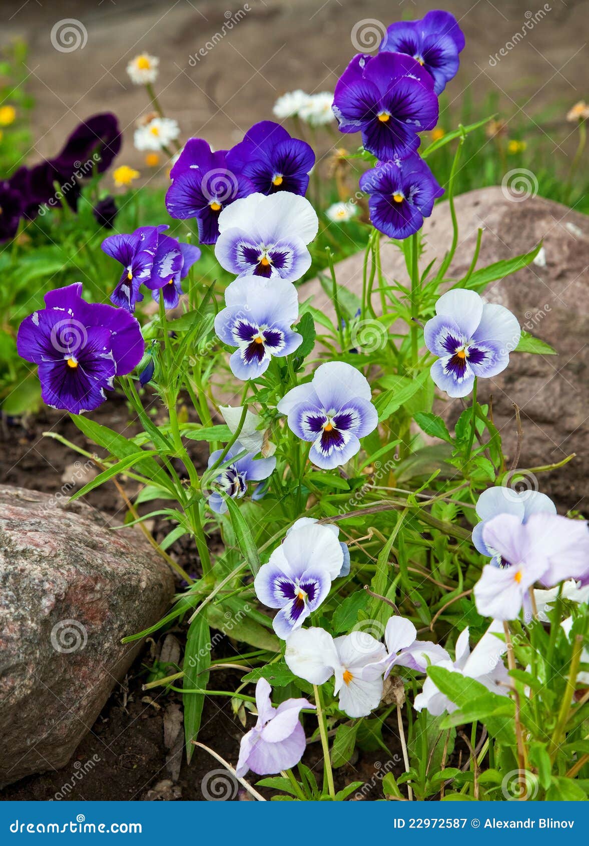 Violas or Pansies stock image. Image of delicate, nature - 22972587