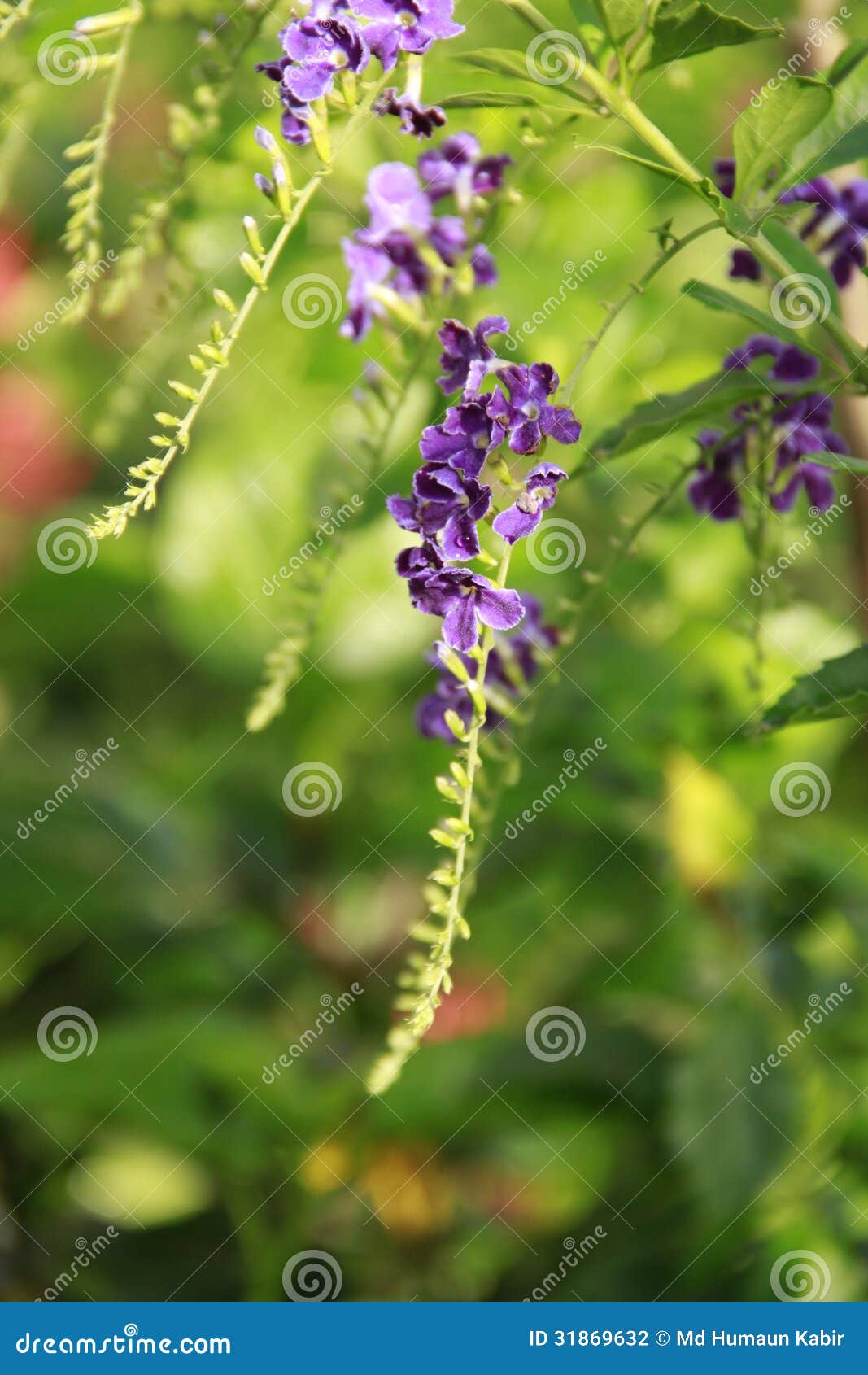 Violate Color Flower Garden Stock Photos - Free & Royalty-Free Stock ...