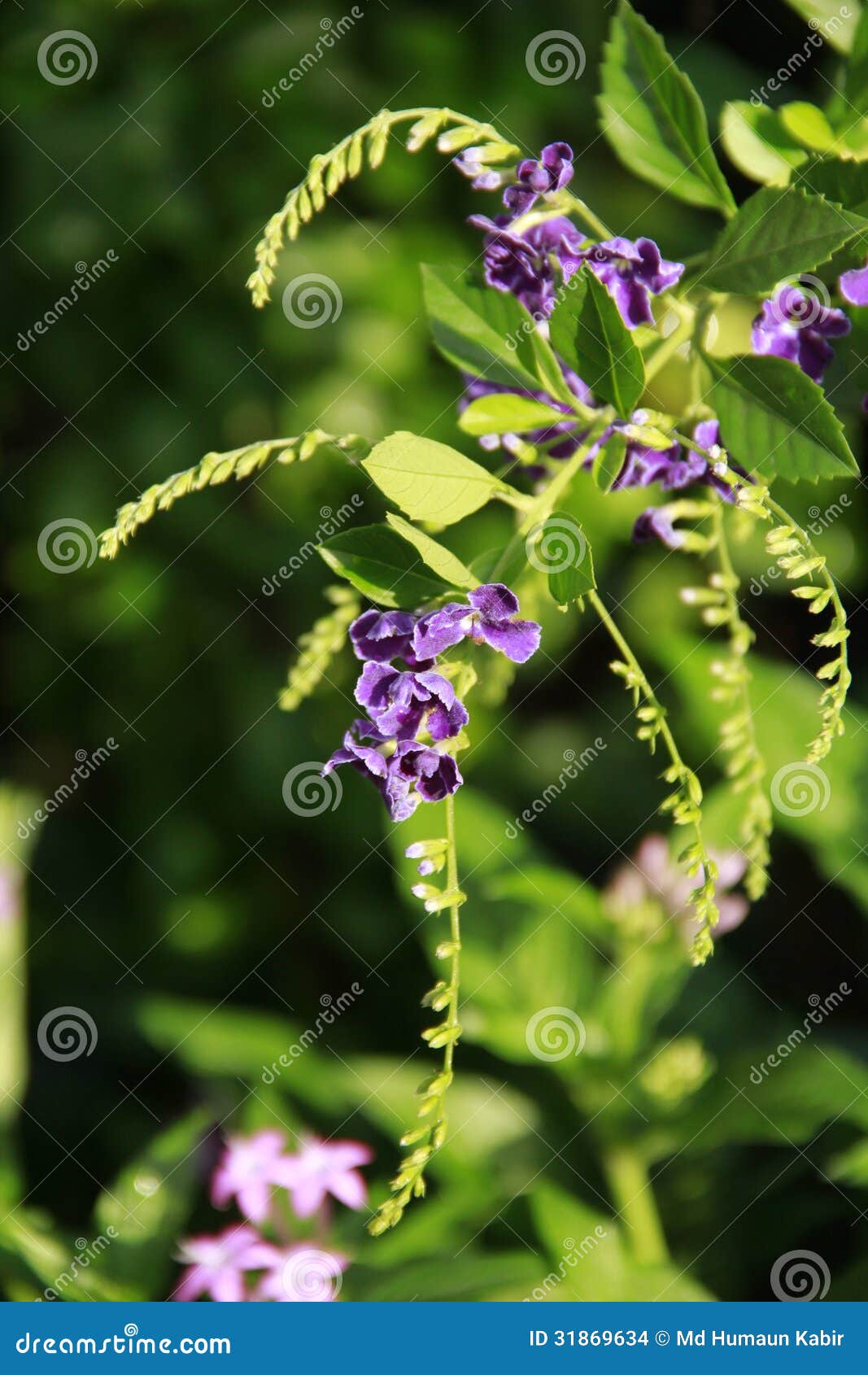 Violate Color Flower in a Garden Stock Photo - Image of color ...