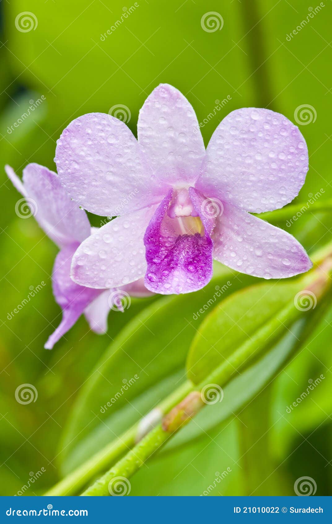 Violate orchid with dew stock photo. Image of beautiful - 21010022