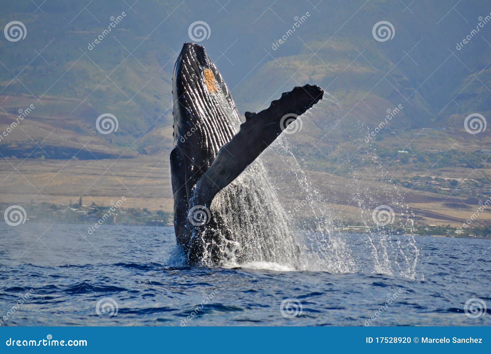 Violazione Della Balena Di Humpback Fotografia Stock - Immagine di vita ...