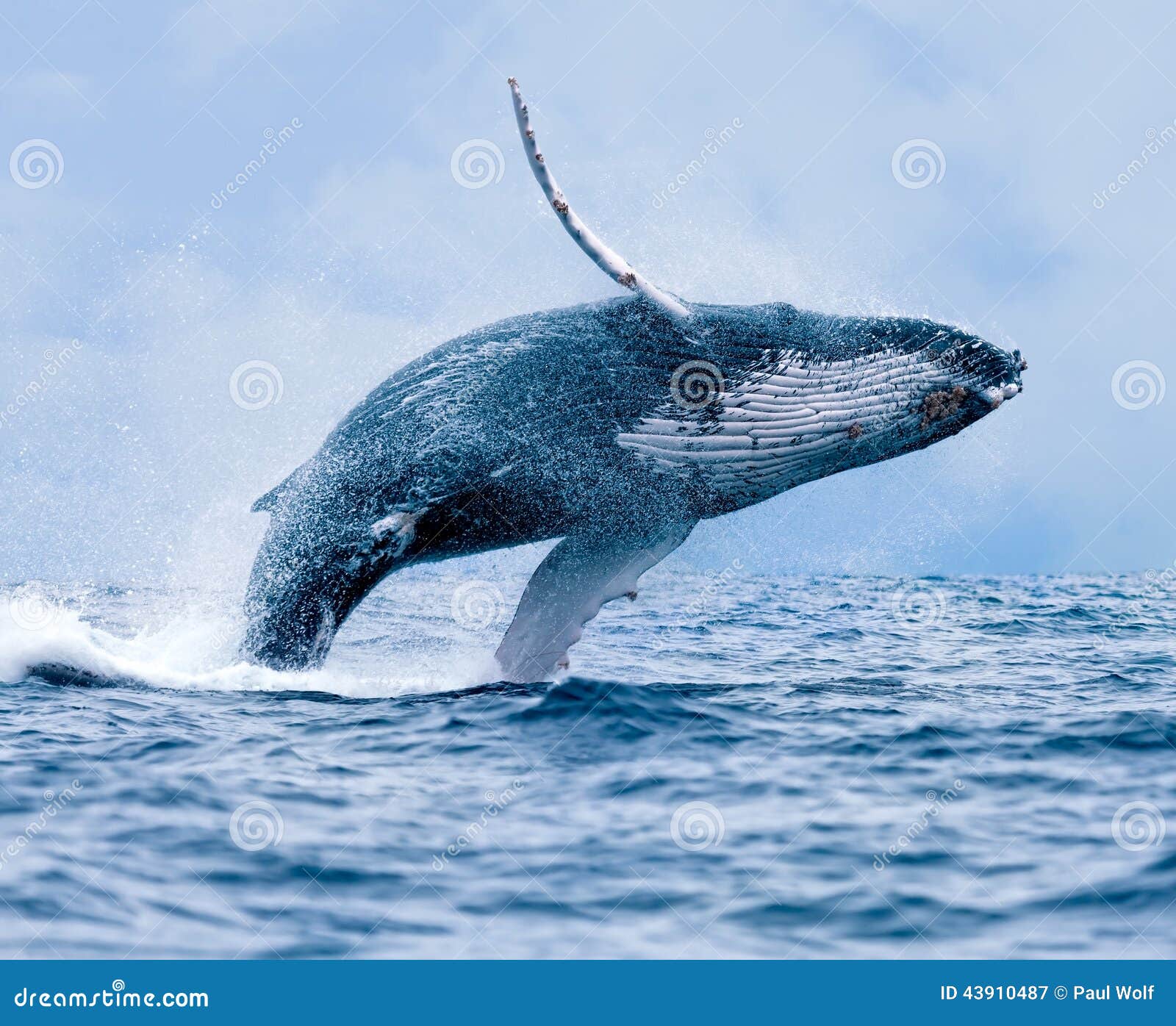 Violazione Della Balena Di Humpback Immagine Stock - Immagine di ...