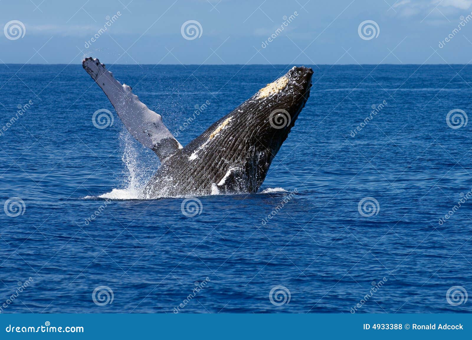 Violazione Della Balena Di Humpback Fotografia Stock - Immagine di ...