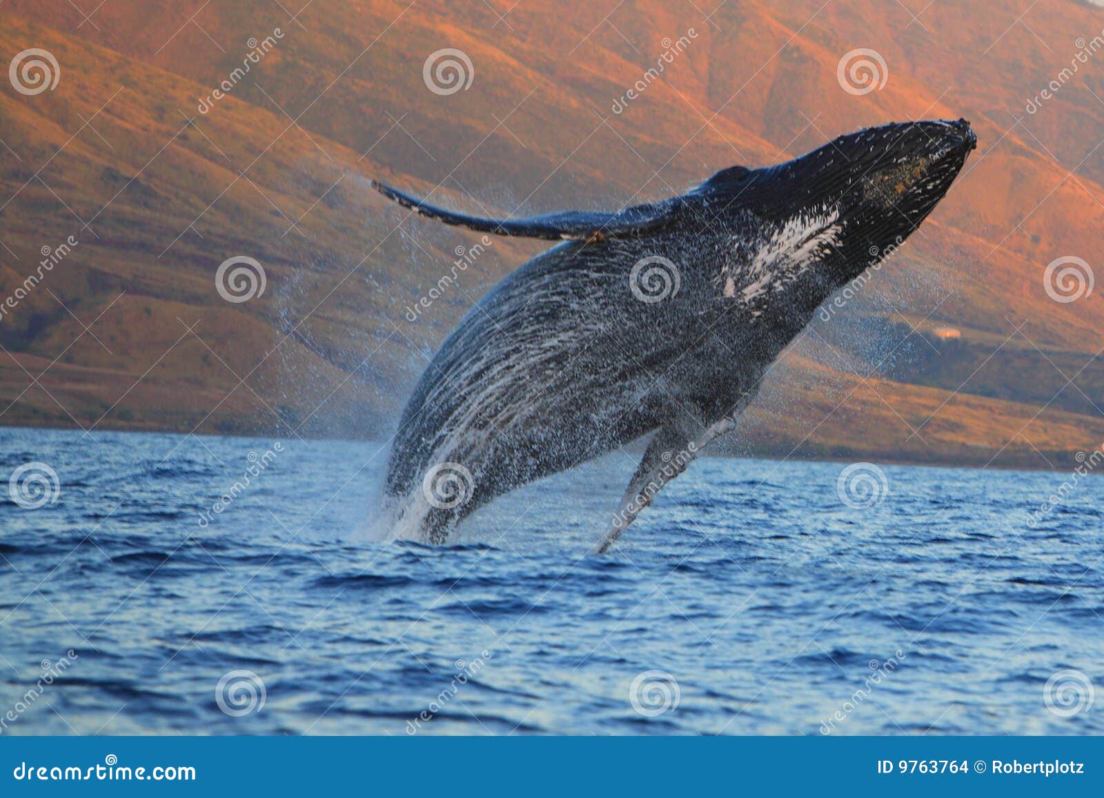 Violazione Della Balena Di Humpback Fotografia Stock - Immagine di ...