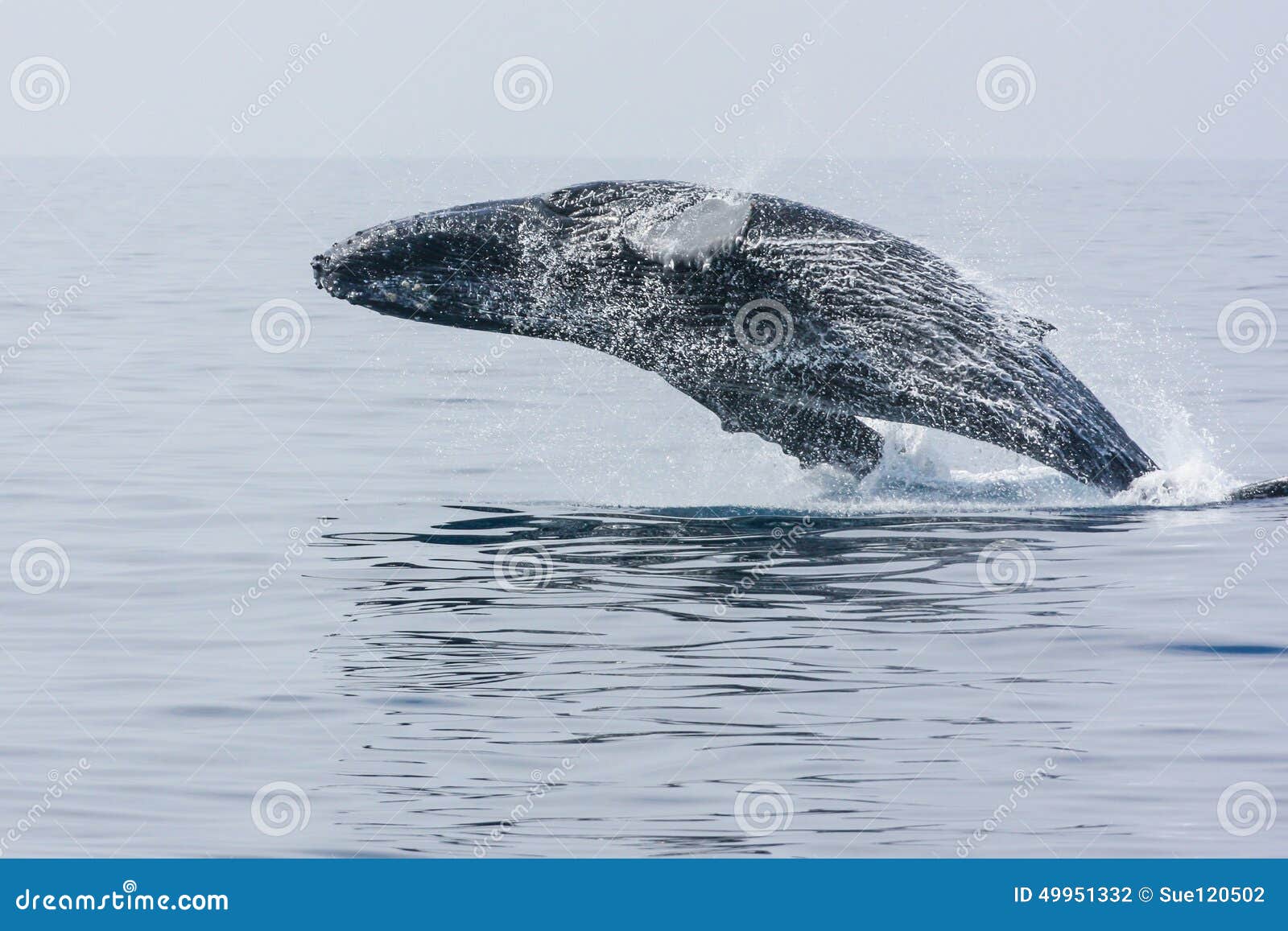 Violazione Della Balena Posteriore Della Gobba Fotografia Stock ...