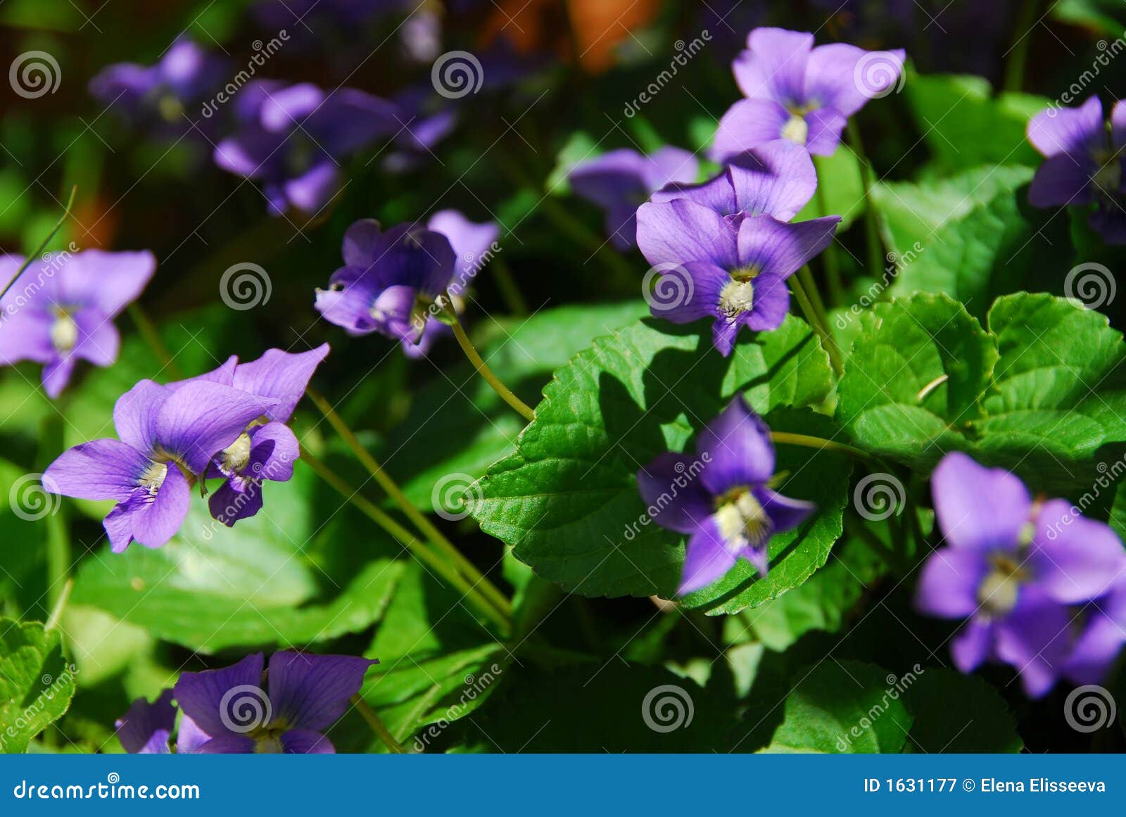 Viole immagine stock. Immagine di fiore, fogli, fiorito - 1631177