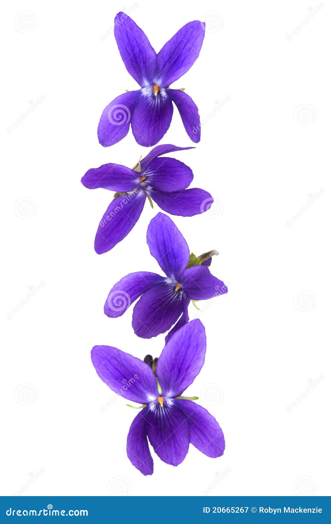 Viole immagine stock. Immagine di fiore, fotografia, floreale - 20665267