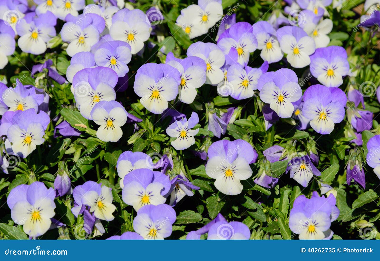 Viole immagine stock. Immagine di fioritura, specie, giardinaggio ...