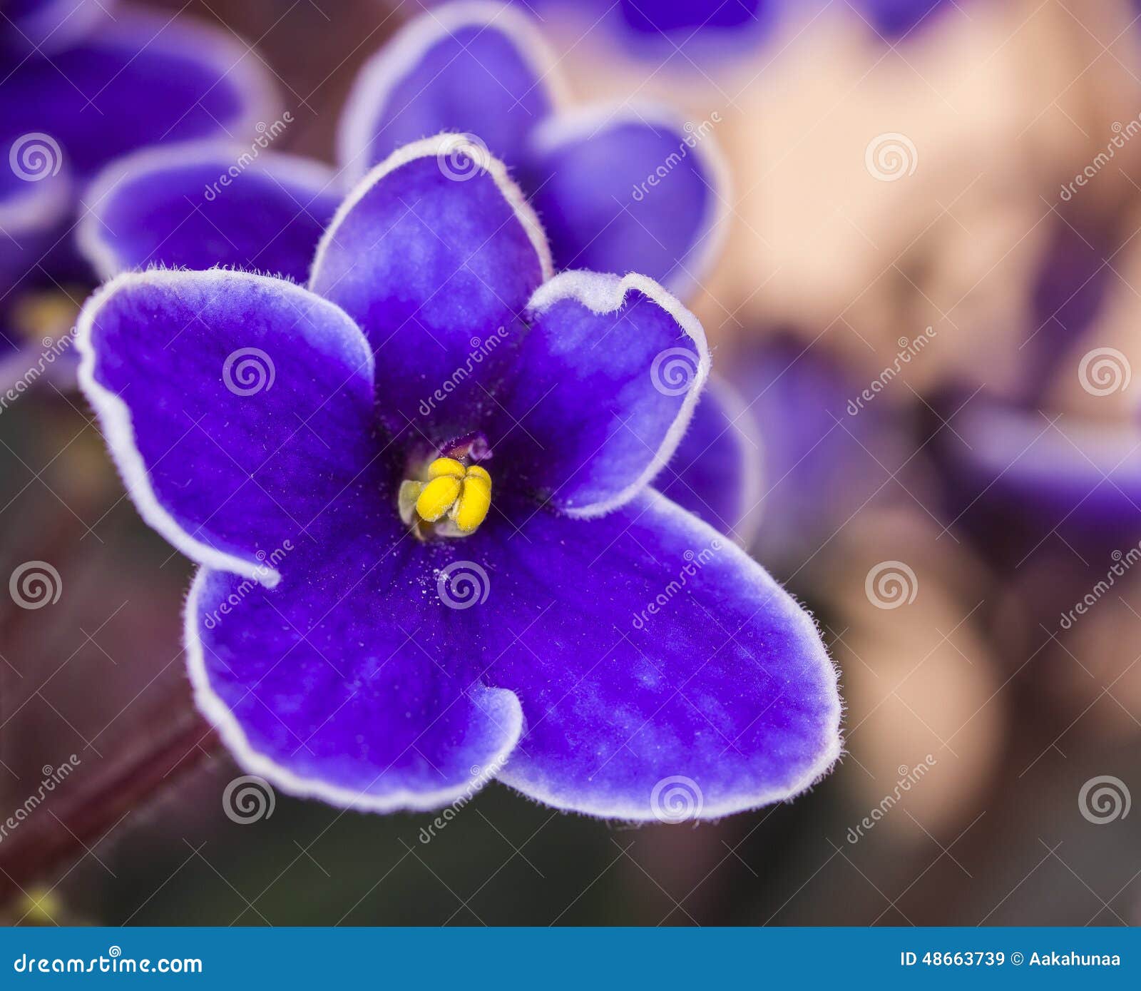 Viole africain #3 image stock. Image du pourpré, nature - 48663739