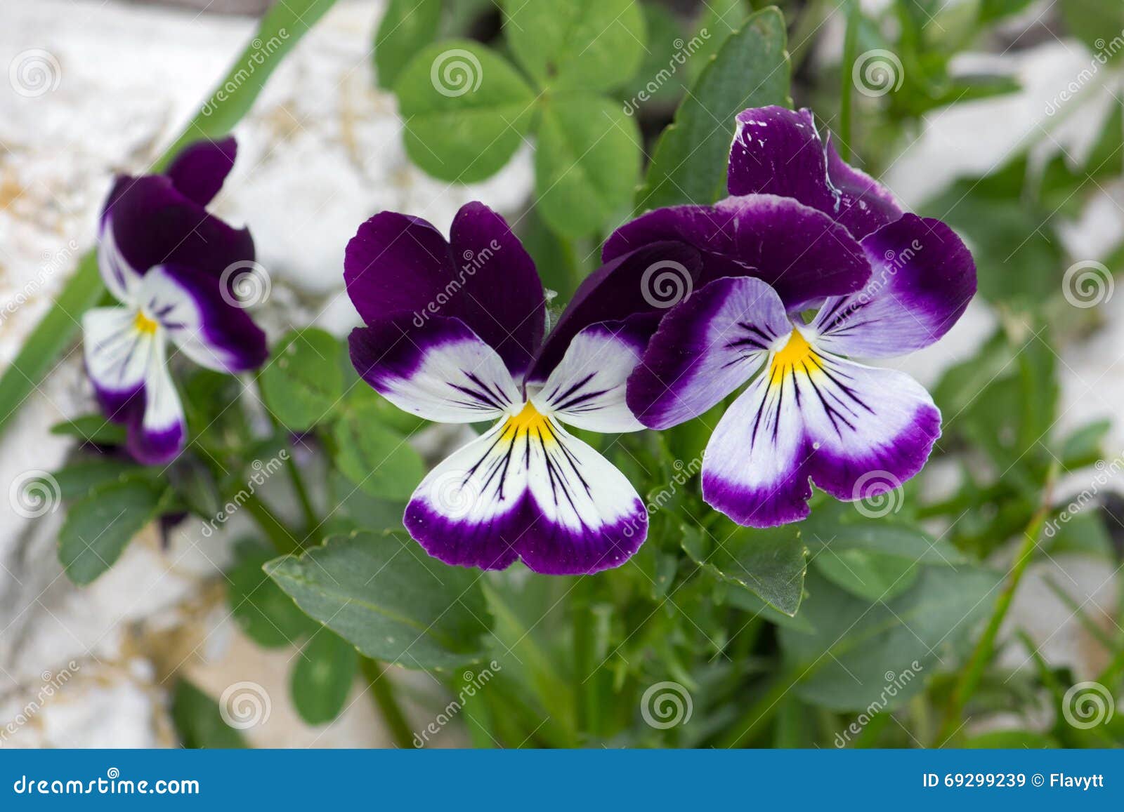 Viole Del Pensiero Viola E Bianche Immagine Stock - Immagine di ...