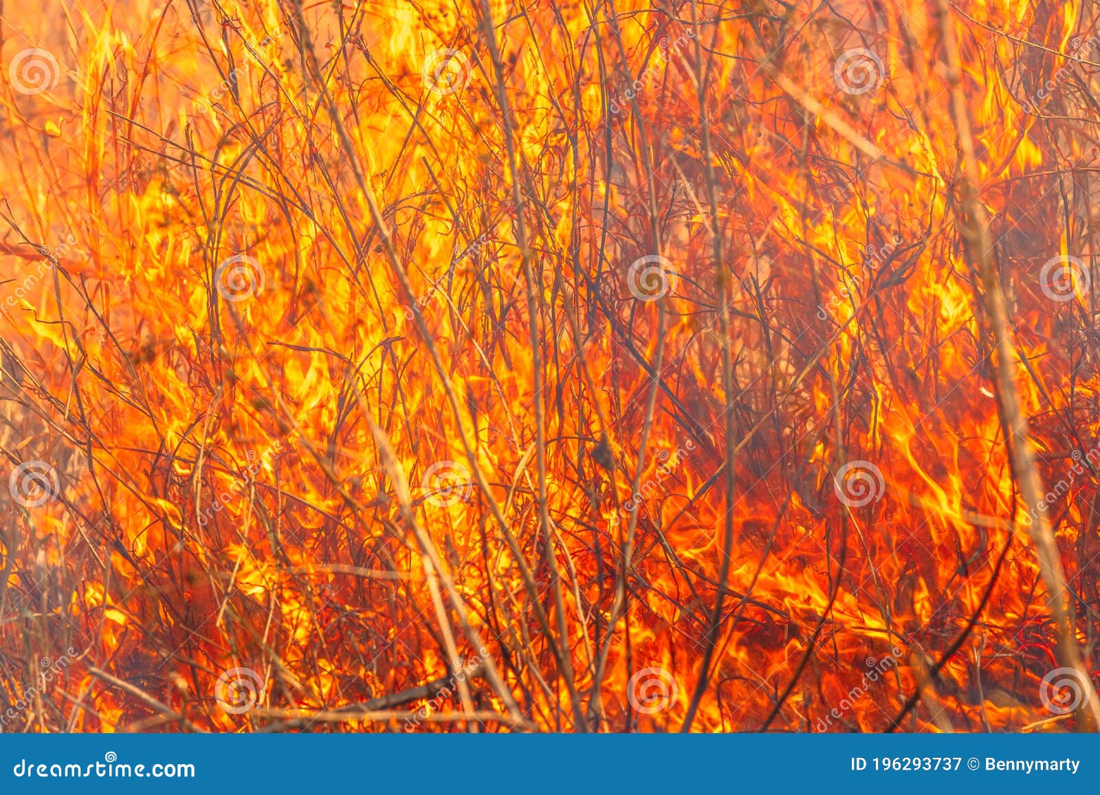 Violent fire in nature stock image. Image of ecology - 196293737