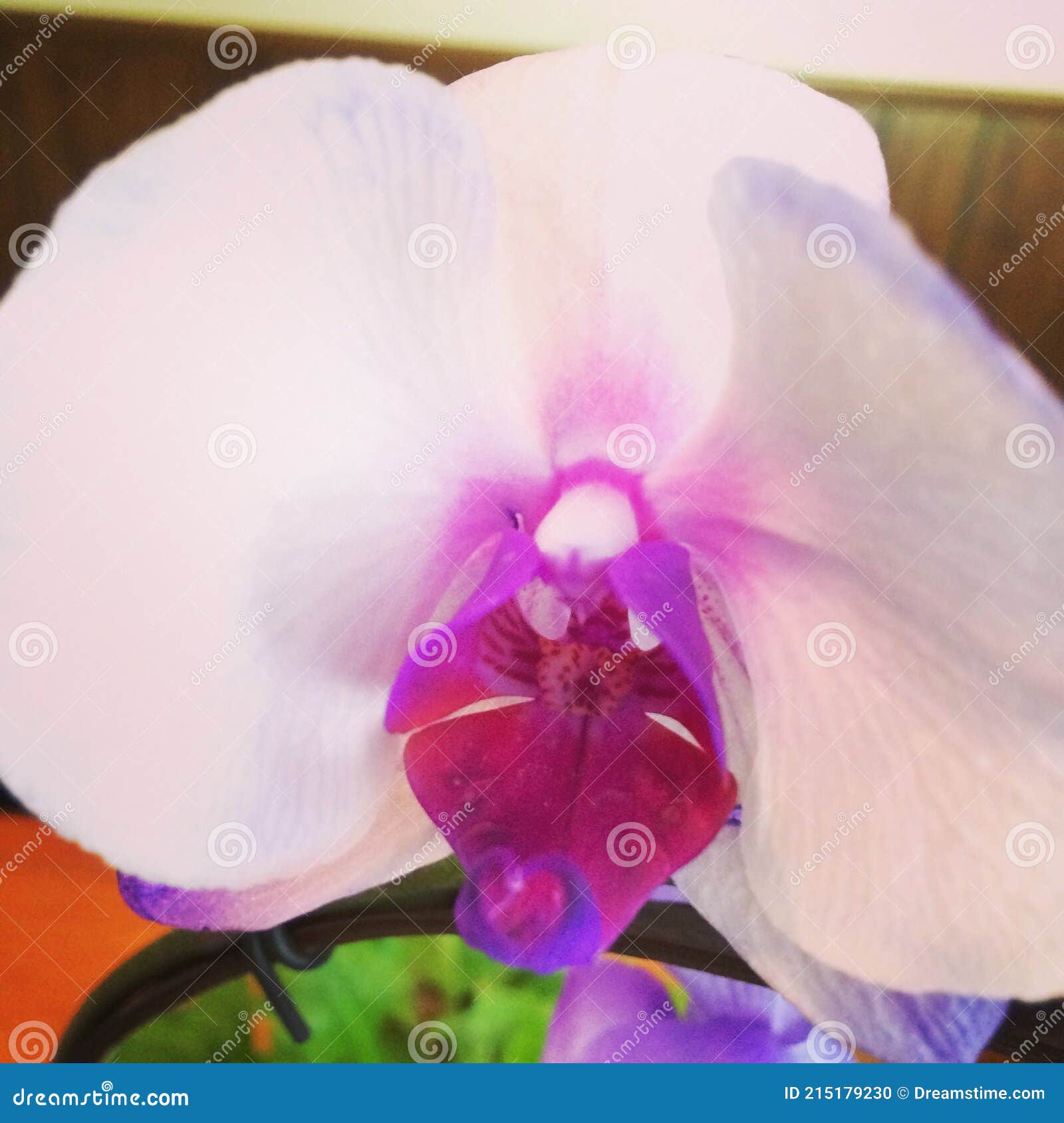 Violent pink purple stock photo. Image of wildflower - 215179230