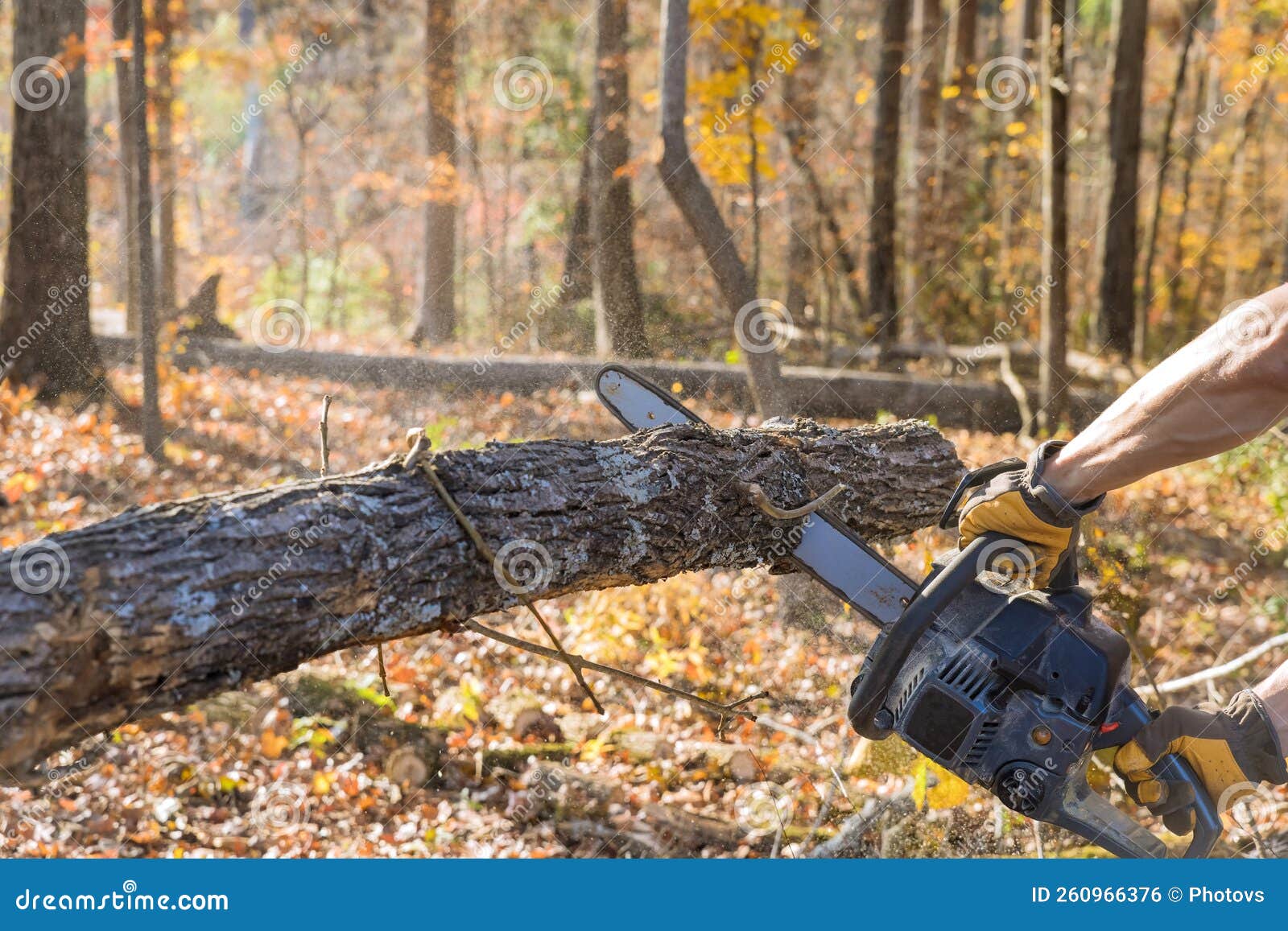 After a Violent Storm, a Municipal Worker Chops Down a Tree with a ...