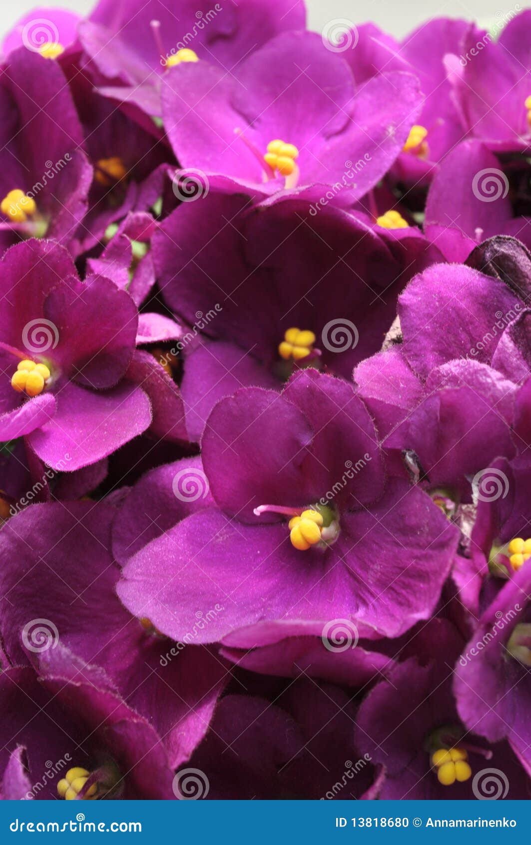 Violet stock photo. Image of bluish, contrasts, love - 13818680