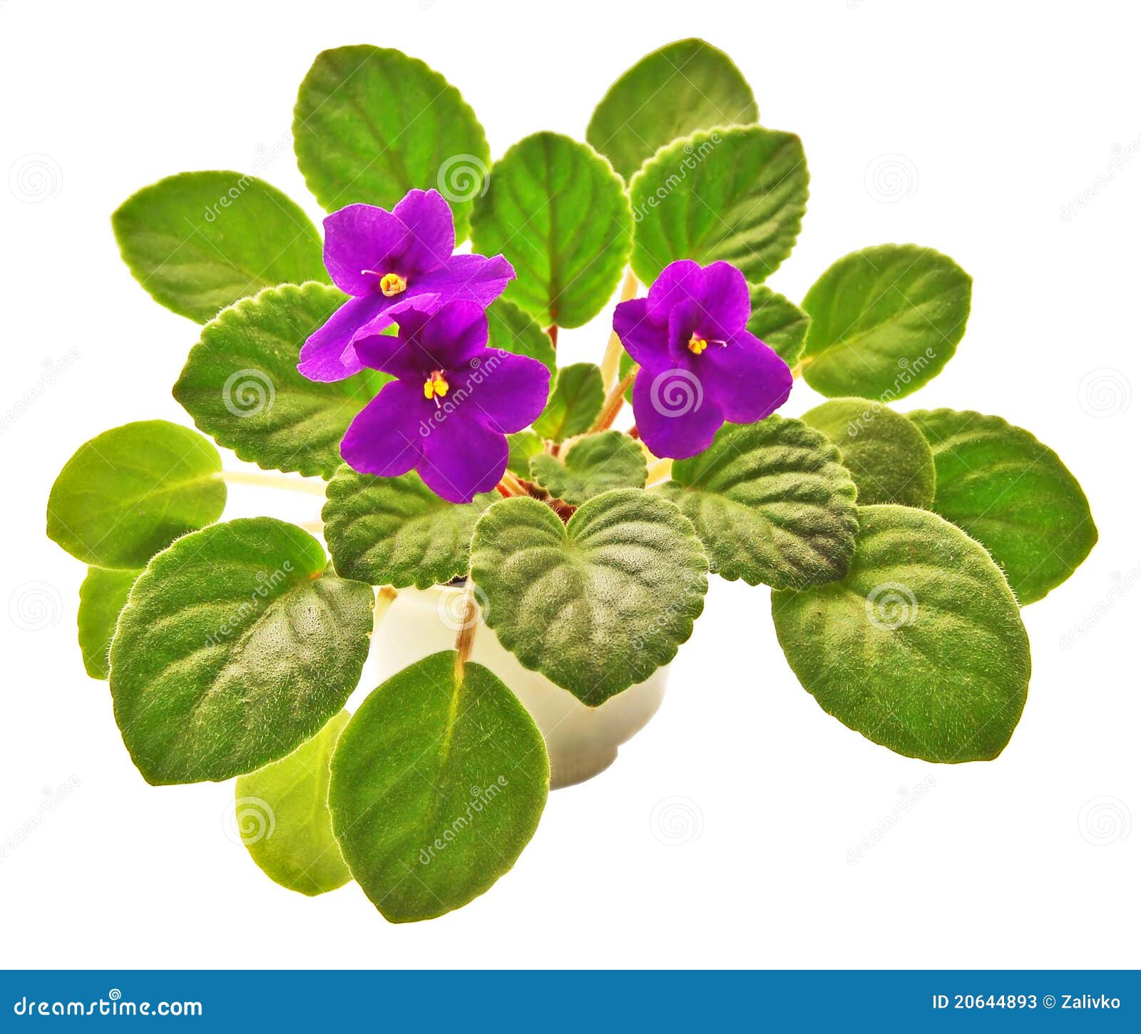Violet stock image. Image of branch, stem, green, petal - 20644893