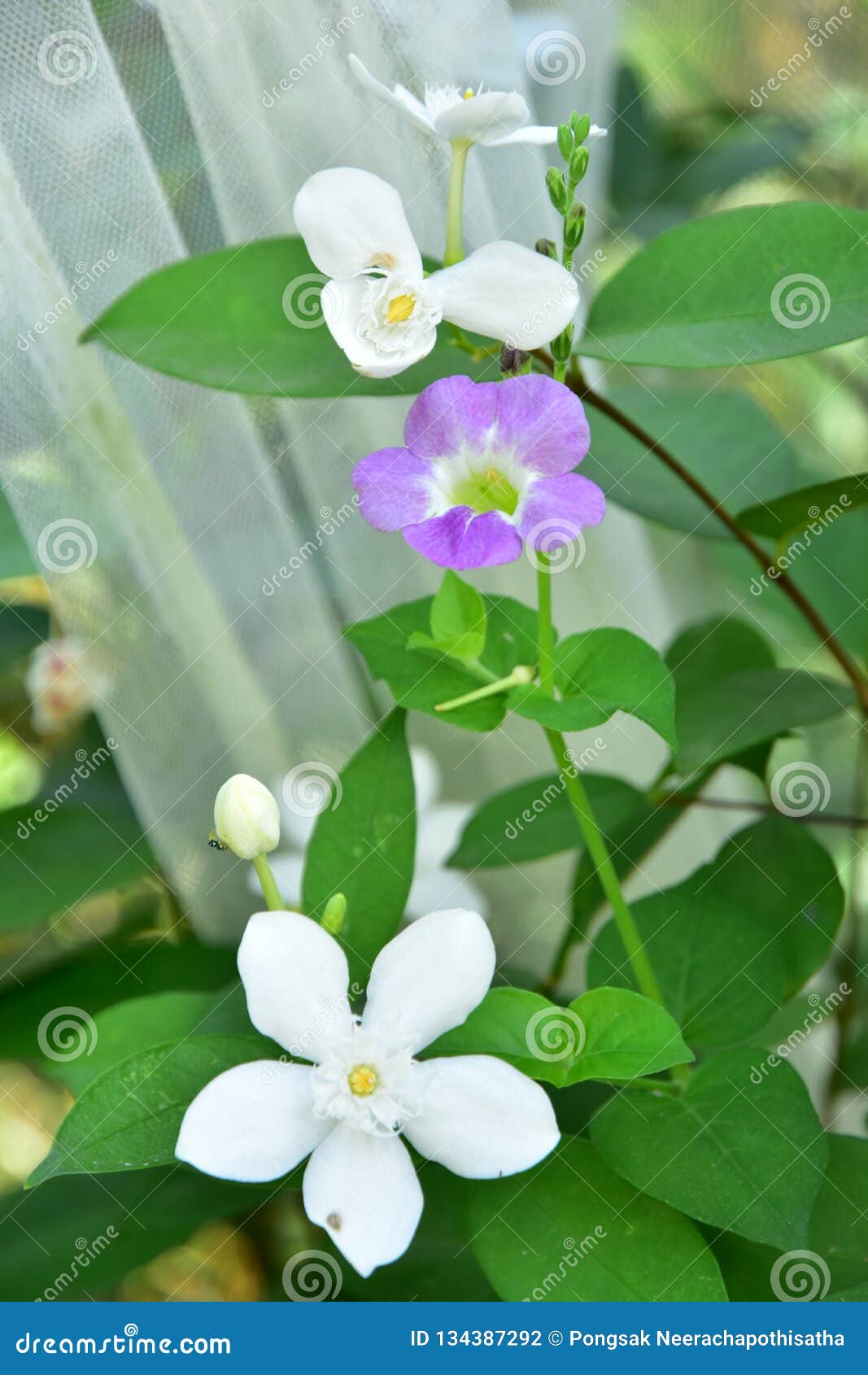 Violet Ang White Flowers with White Net Stock Photo - Image of close ...