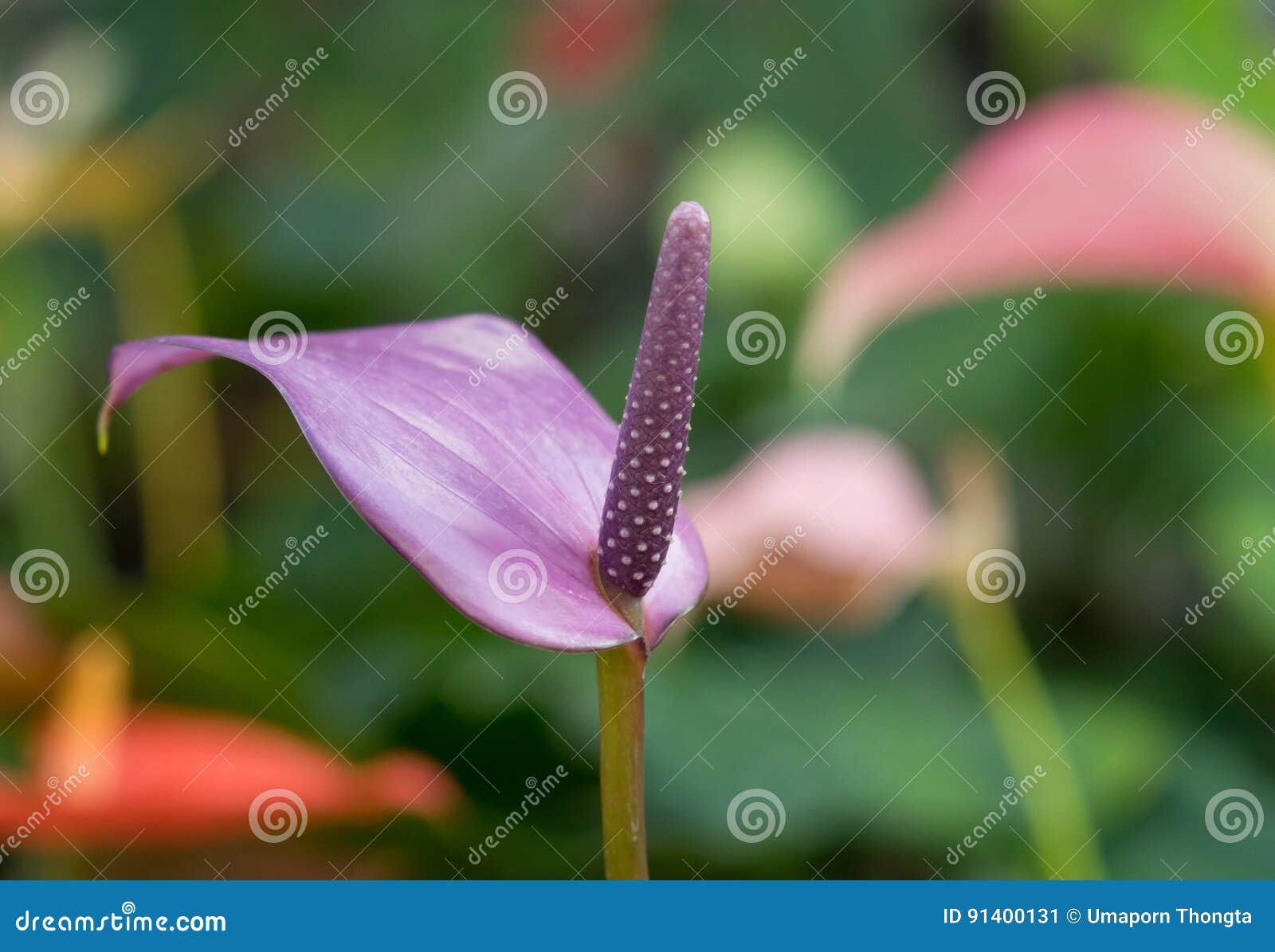 Violet anthurium stock image. Image of fresh, plant, botanical - 91400131