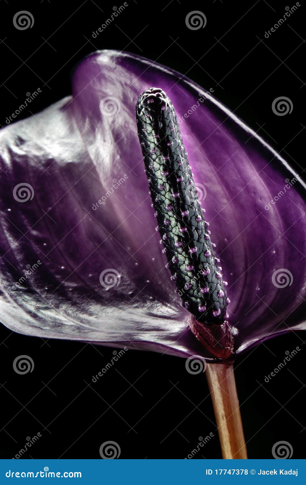 Violet anthurium flower stock photo. Image of green, lily - 17747378