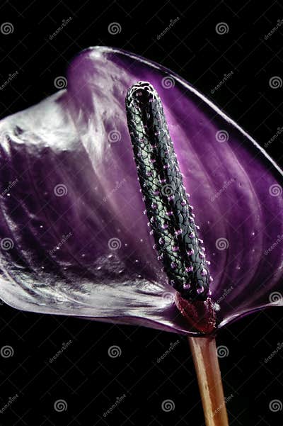 Violet anthurium flower stock photo. Image of green, lily - 17747378