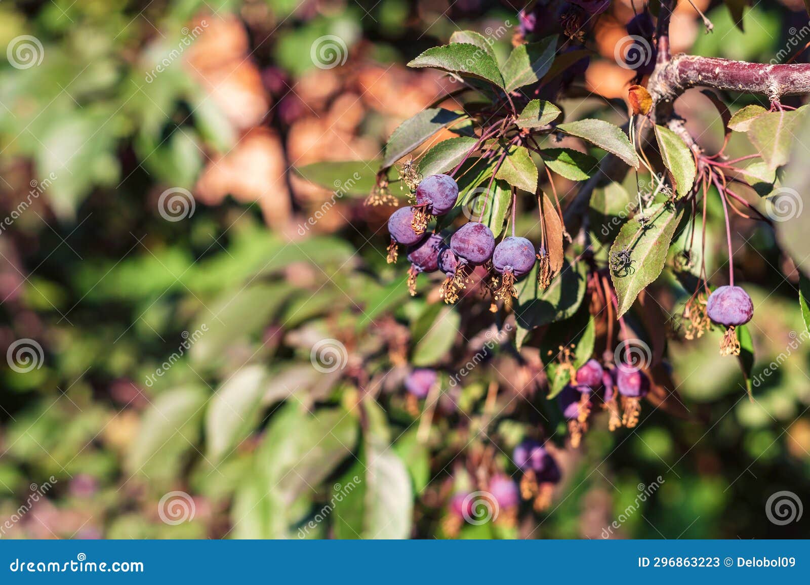 Violet Apples on a Decorative Apple Tree. Stock Image - Image of group ...