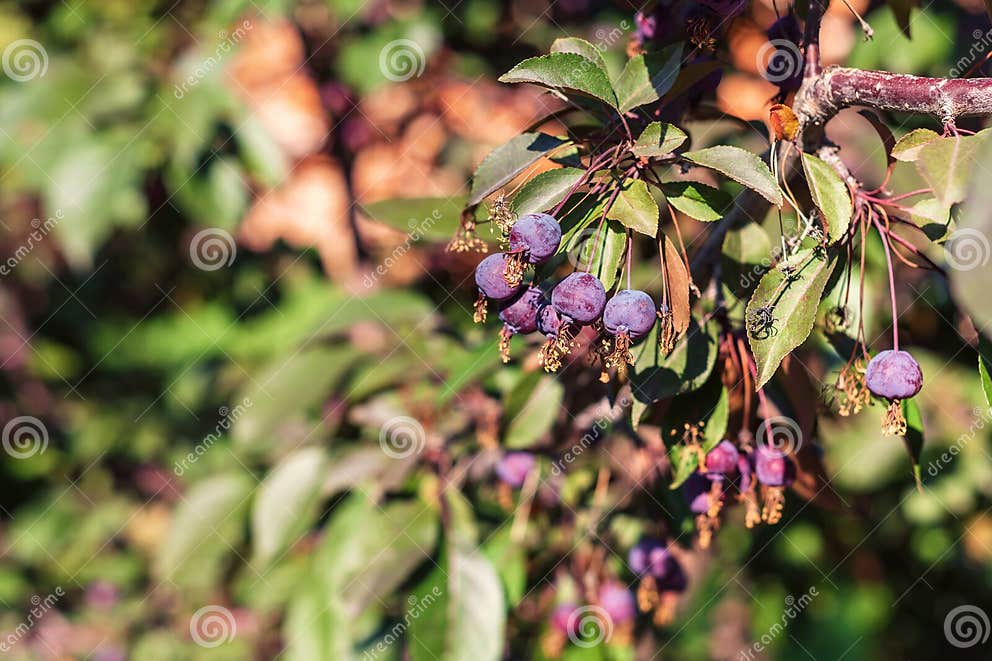 Violet Apples on a Decorative Apple Tree. Stock Image - Image of group ...