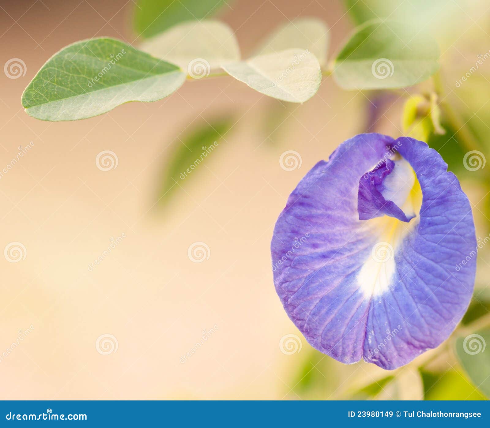 Violet Asian Pigeonwings Flower Stock Image - Image of pigeonwings ...