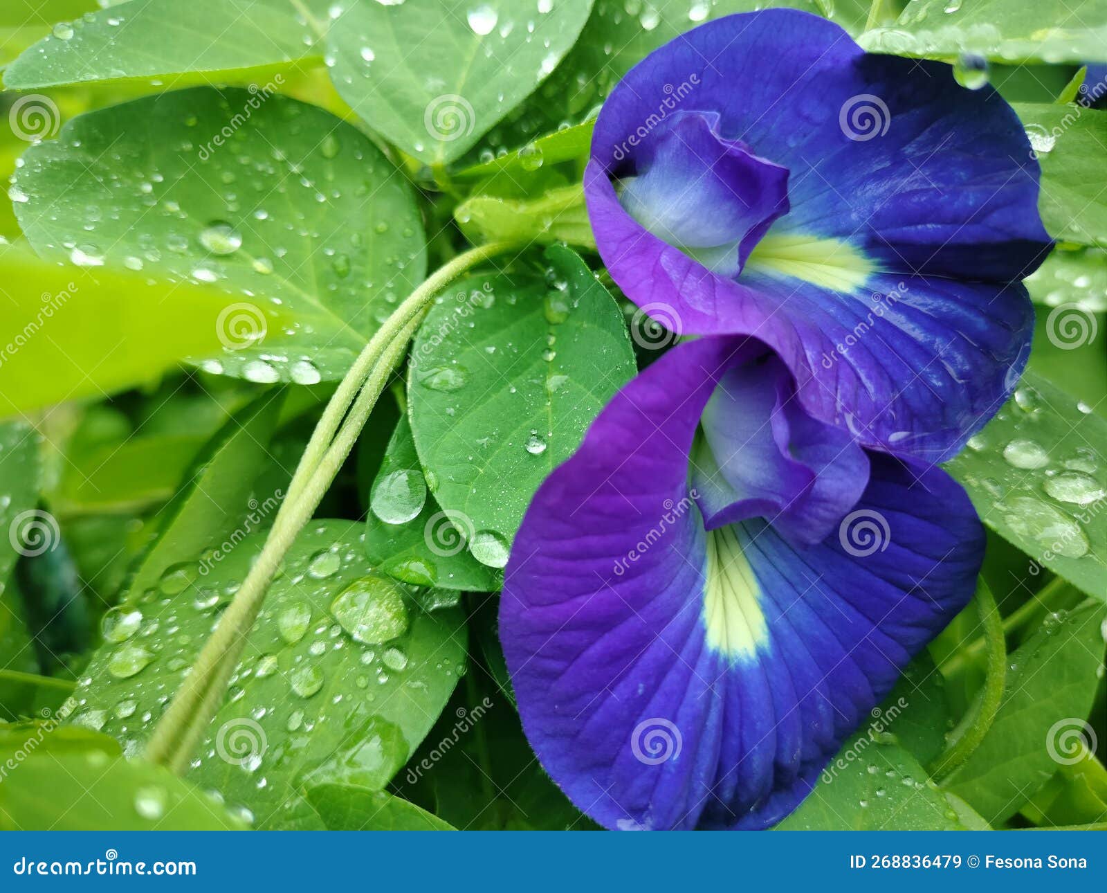 Violet Asian Pigeonwings Flower and Green Leaf Stock Image - Image of ...