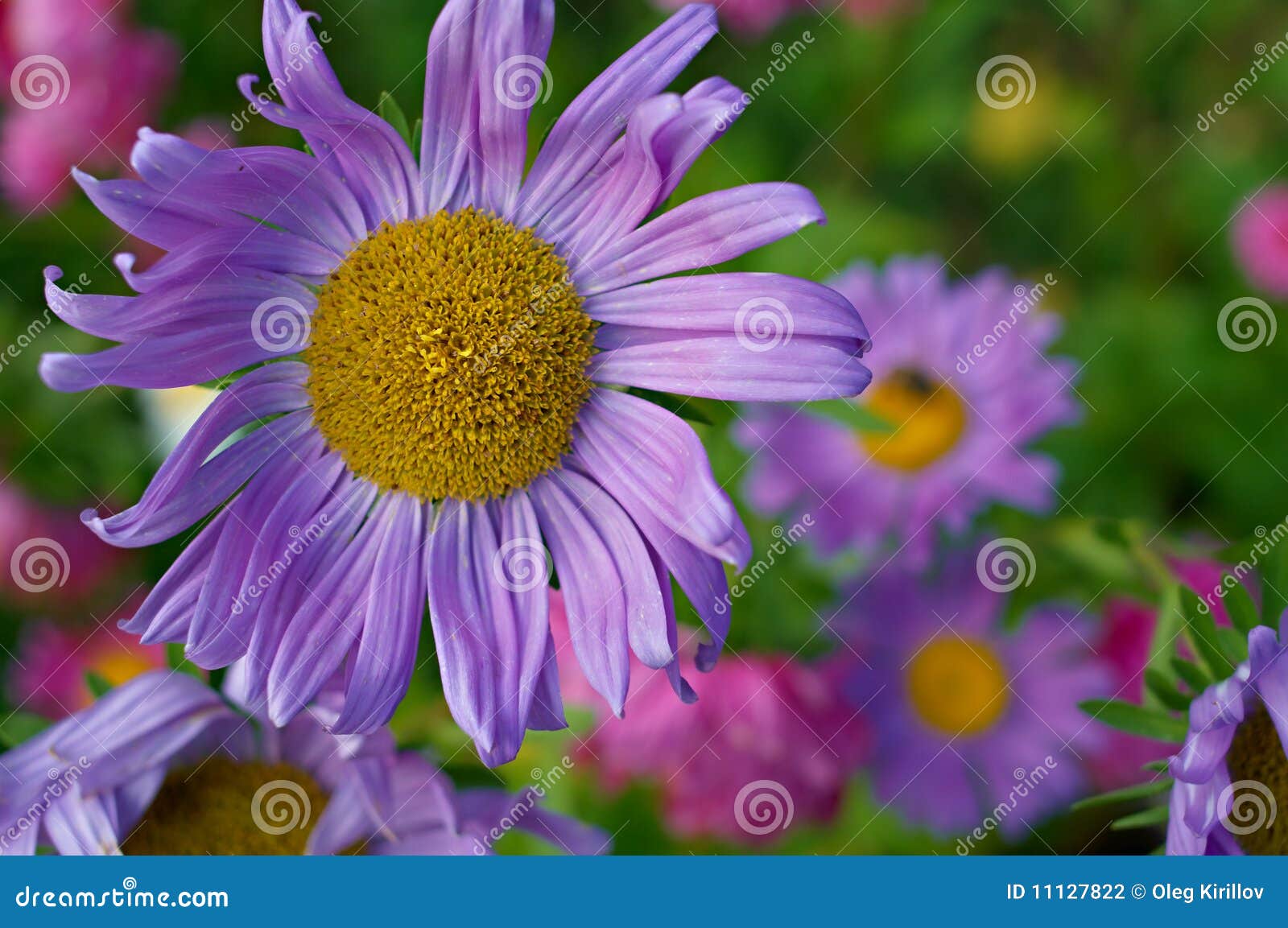 Violet aster stock photo. Image of bushy, aster, green - 11127822