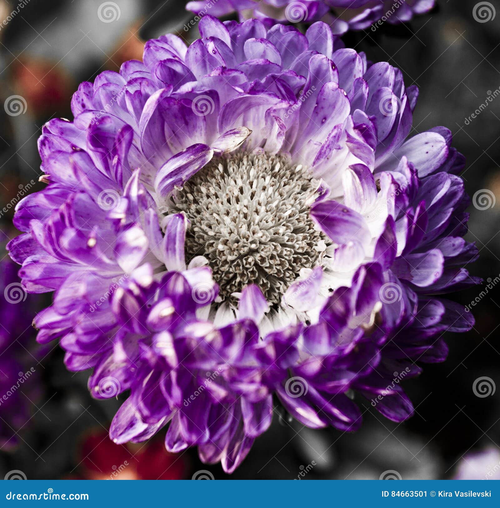 Violet aster stock image. Image of blue, blooming, blossoming - 84663501