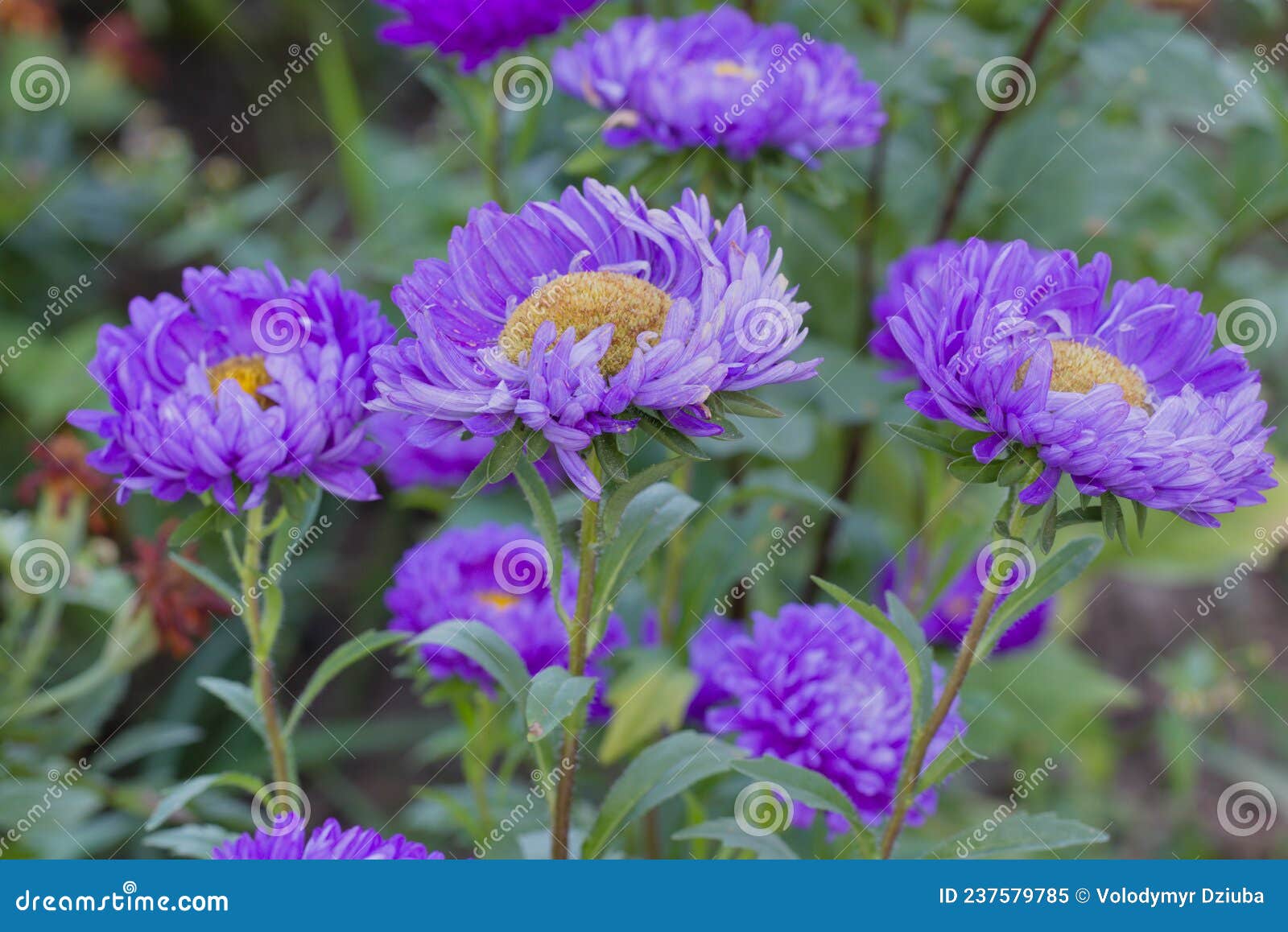 Violet Asters Blooming in Garden. Stock Image - Image of plant, closeup ...