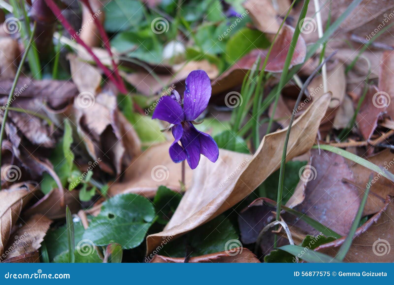 Violet in autumn stock image. Image of outdoor, autumn - 56877575