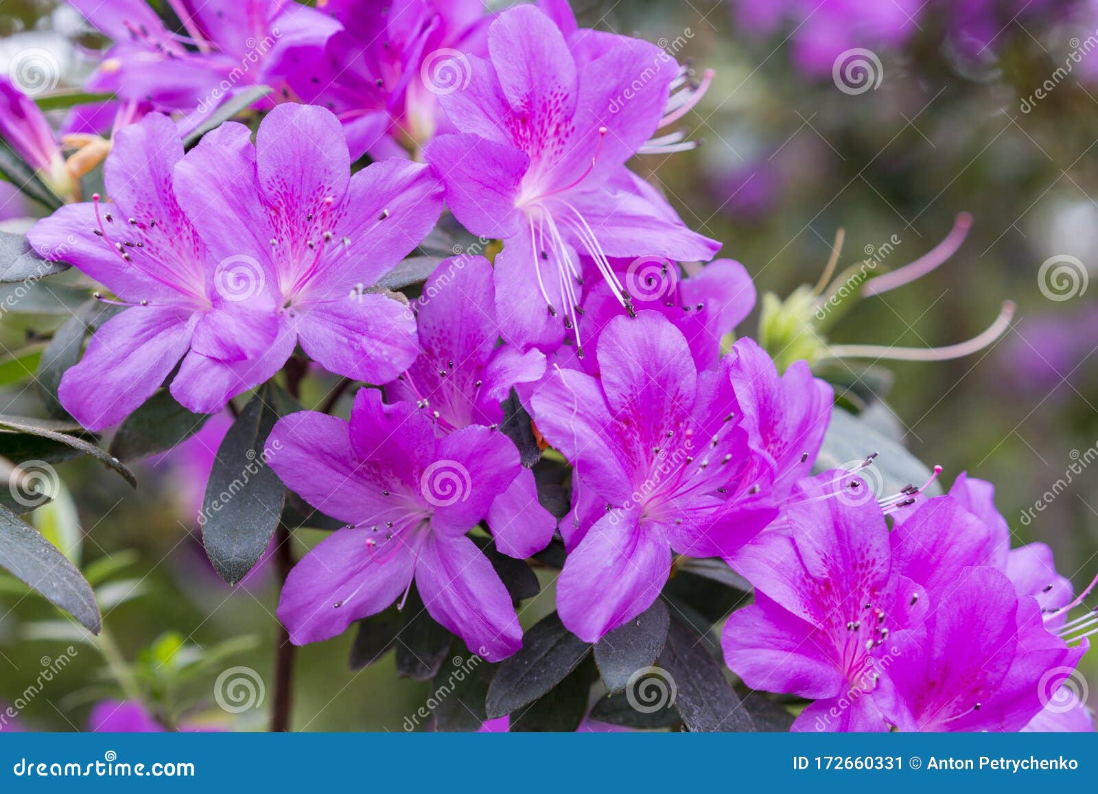 Violet Azalea, Concept of Landscaping, Bush of Blooming Azalea ...