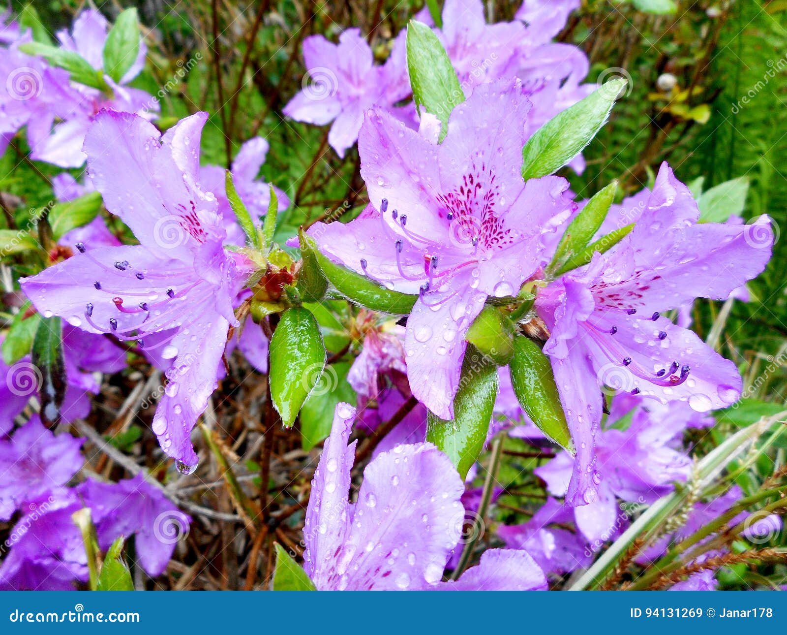 Violet azalea stock image. Image of spring, flower, rain - 94131269