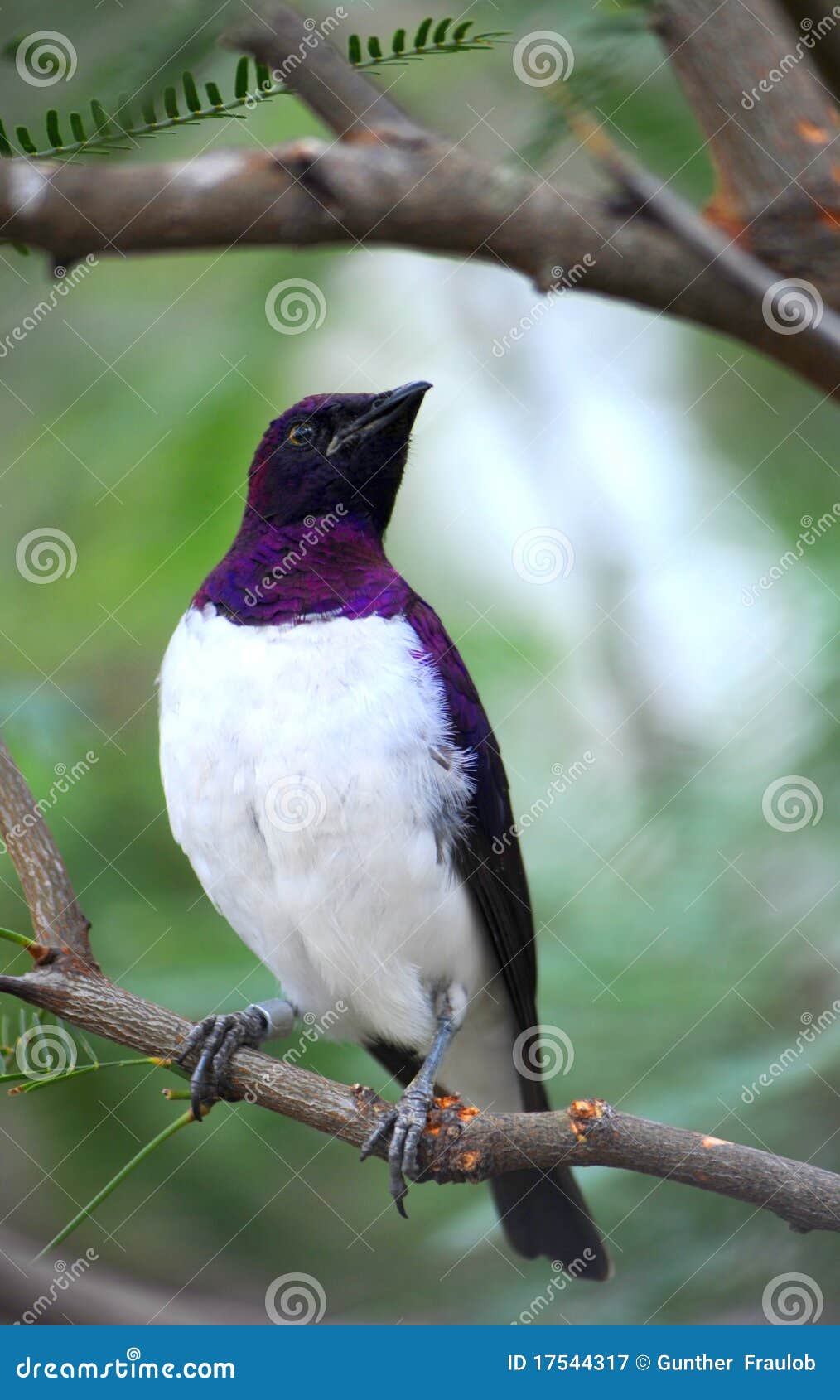 Violet-backed Starling stock image. Image of wings, seeds - 17544317