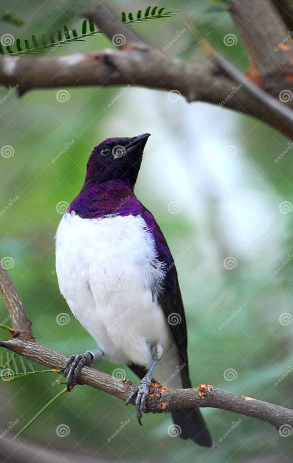 Violet-backed Starling stock image. Image of wings, seeds - 17544317